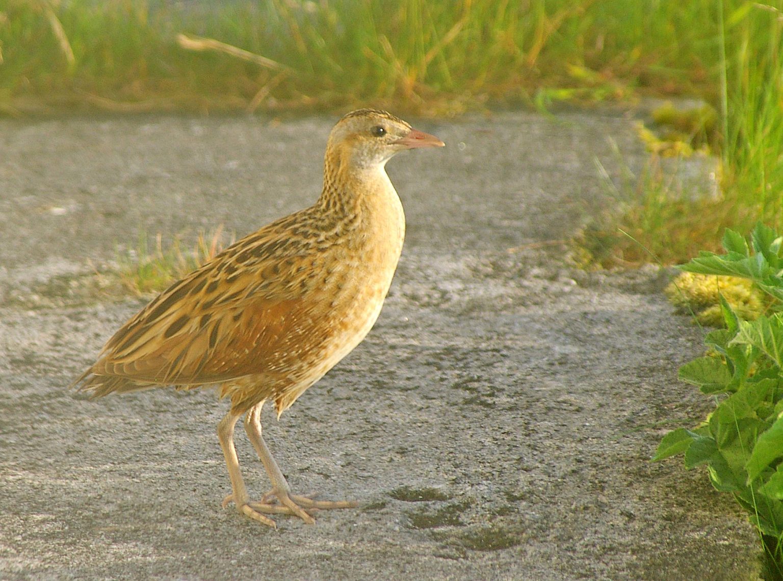 The Corncrake - Books from Scotland